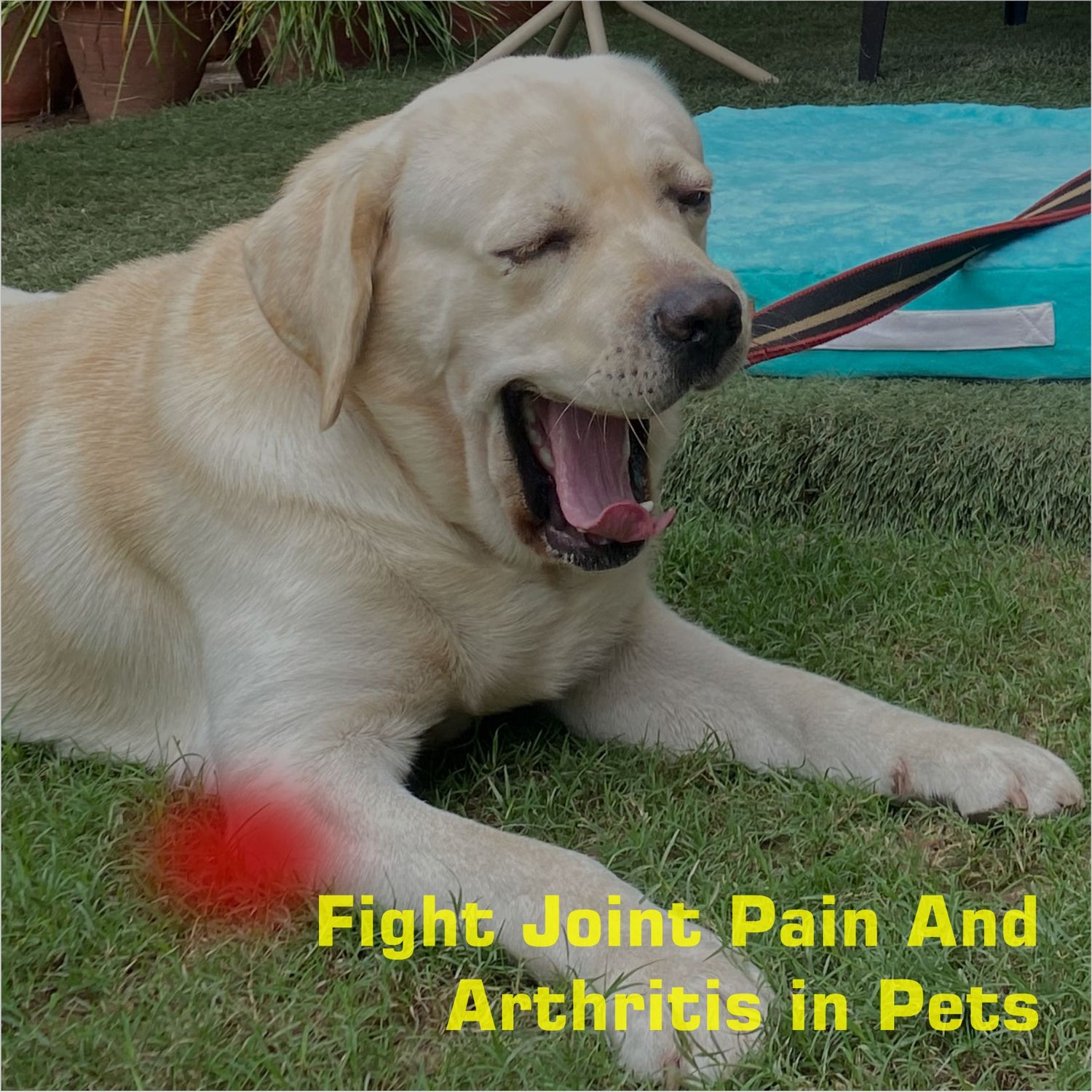 Petter Care - A better care for Pets! – Petter World